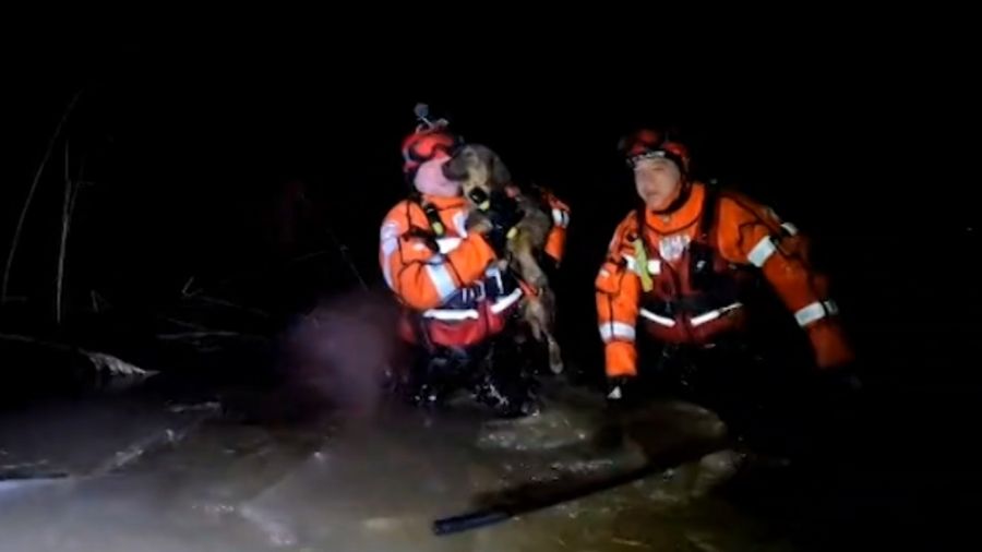 Przejechali pół Polski, żeby pomoc uwiezionemu na rzece psu