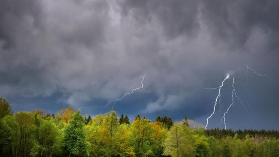 Jak zachować się w lesie podczas burzy? Sprawdź rady leśników