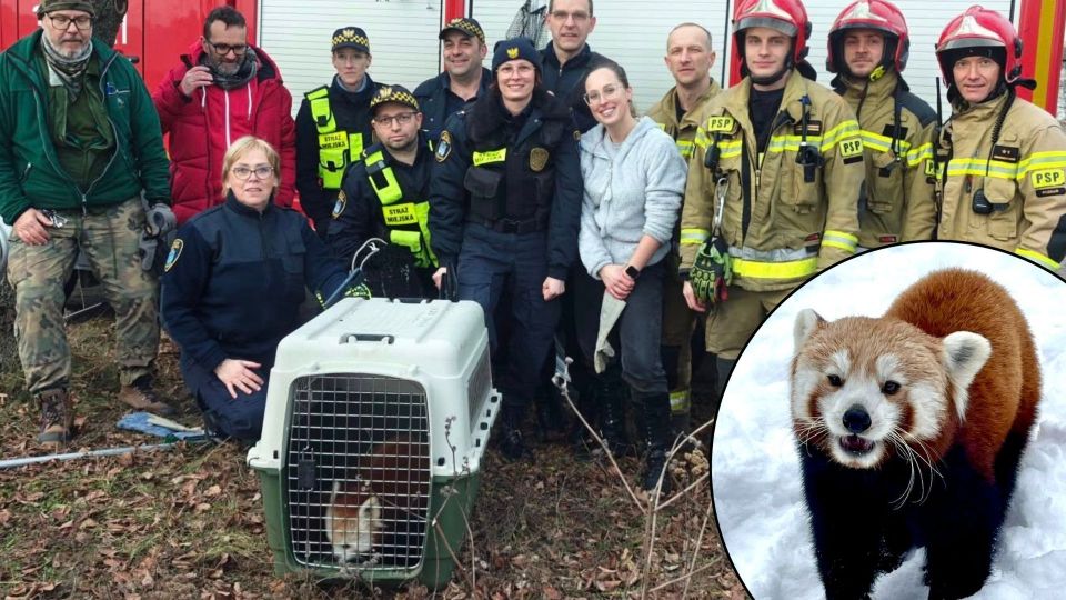 Pandamonia! Red Panda on the run sparks city-wide hunt