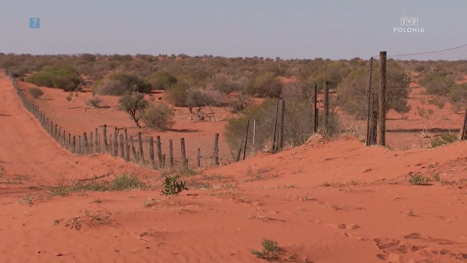 „Dingo fence” - najdłuższy płot na świecie