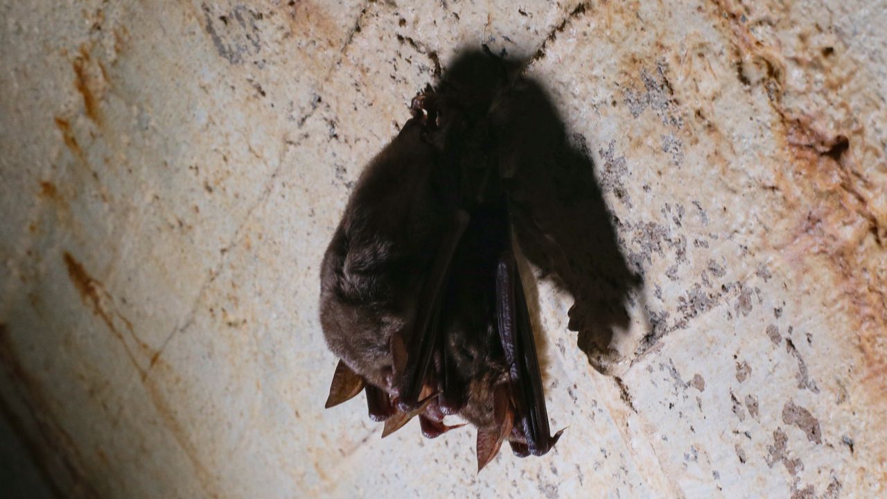 Poznań seals off city center after discovery of rabid bat