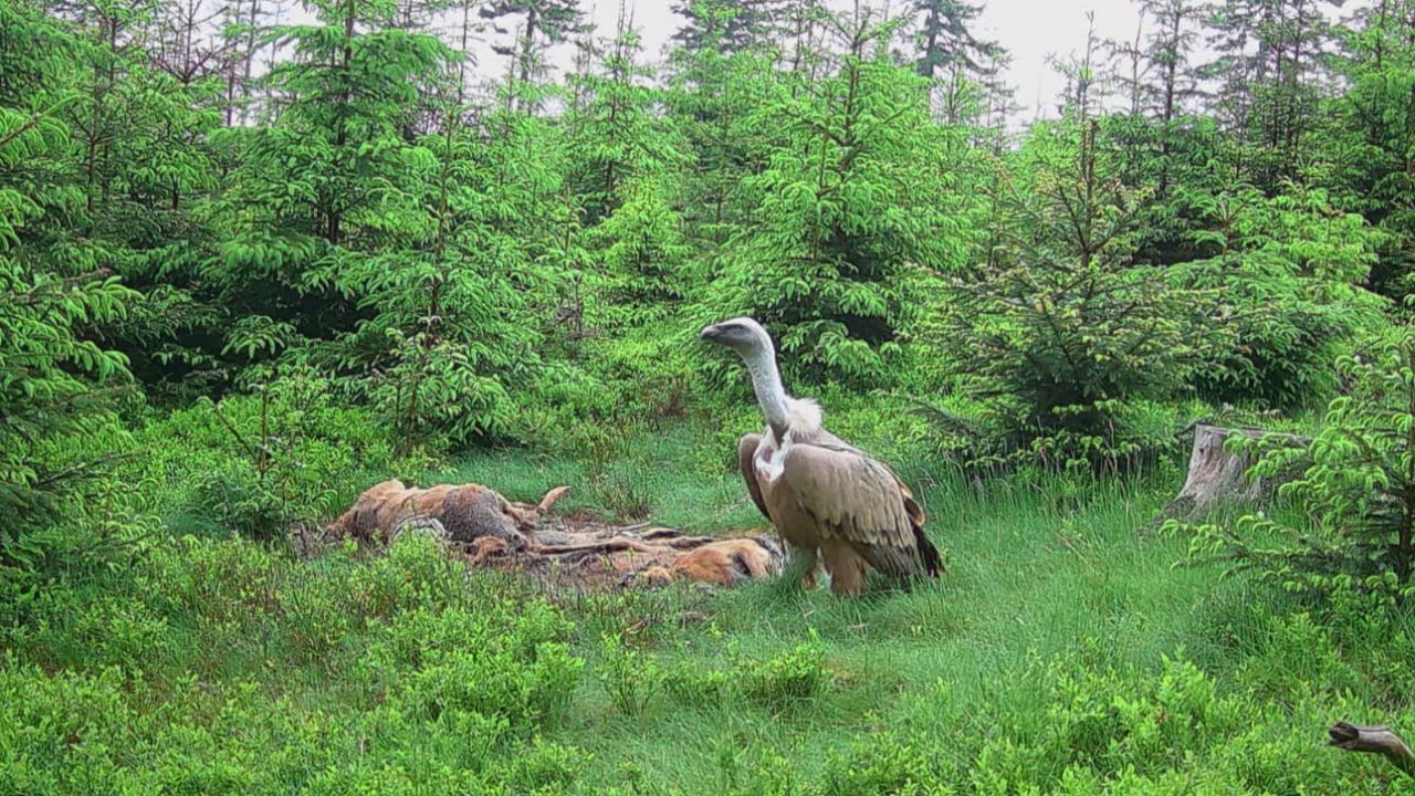 Historic first: Giant griffon vulture spotted feasting in Polish mountains