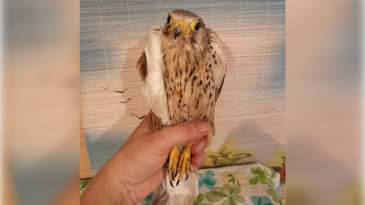 falcon attacks drone