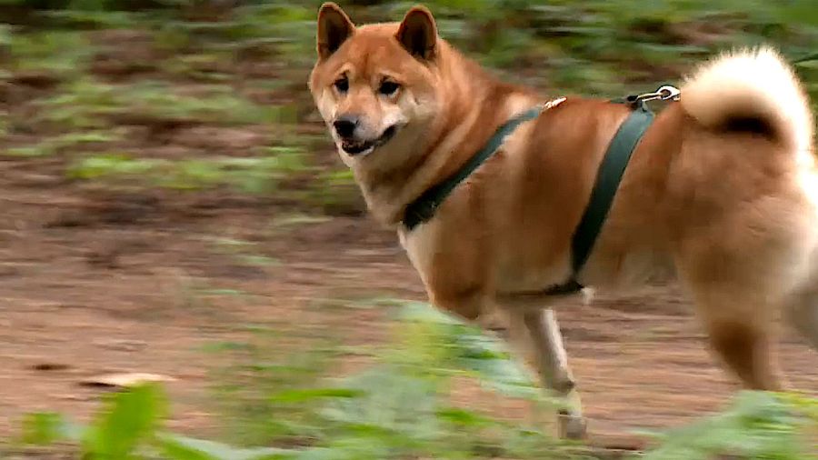 Trzymaj w lesie psa na smyczy. Bo właśnie trwa sezon lęgowy wielu ...