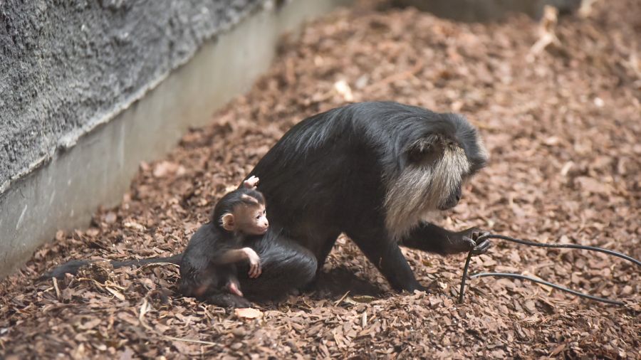 Baby Boom w łódzkim ZOO [ZDJĘCIA]
