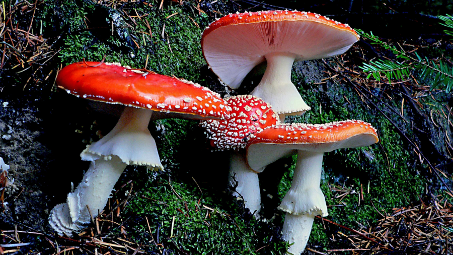 Moda na... jedzenie muchomorów. Eksperci ostrzegają