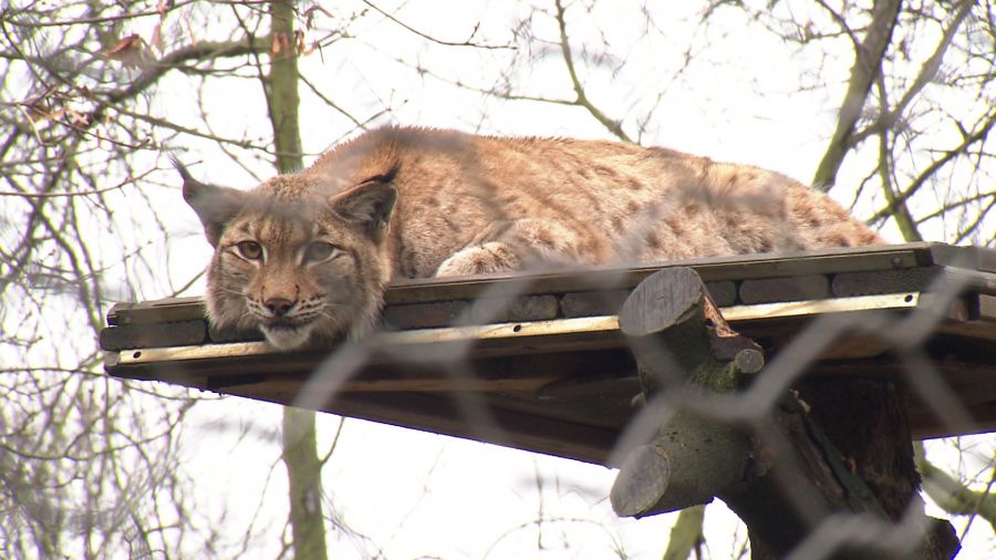 Grenderah - samica rysia euroazjatyckiego, która przyjechała z Niemiec ...