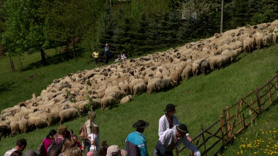 Owce wyszły na hale