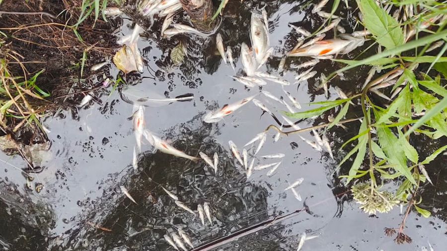 Ekoalert w Rudzie Śląskiej. W stawie Smrodlok znaleziono śnięte ryby
