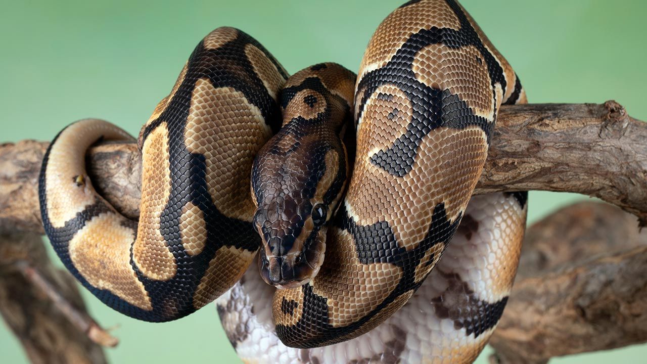 Pyton królewski grasuje w Stalowej Woli. Trwają poszukiwania | TVP INFO