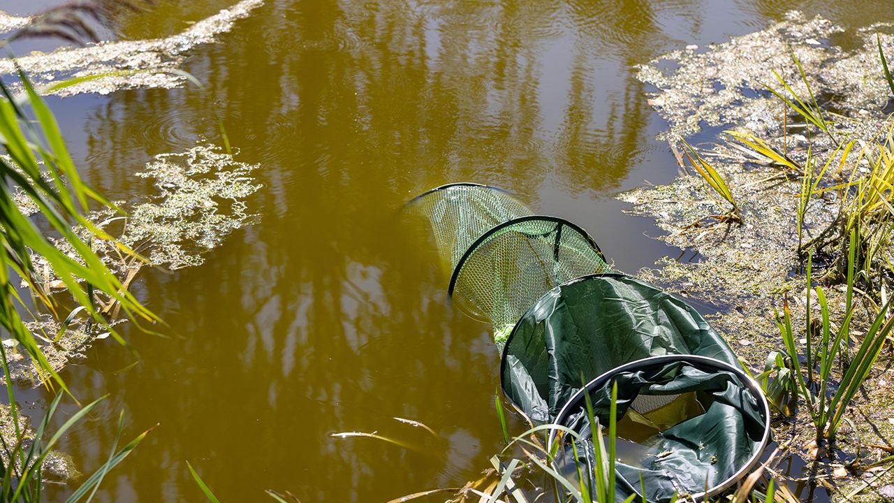 Jak pozbyć się złotej algi polscy naukowcy już wiedzą | TVP INFO