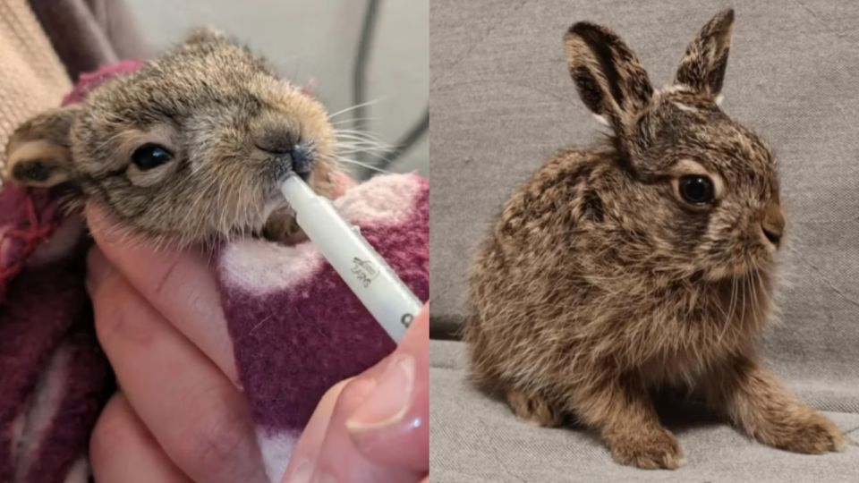 Hospital staff save starving rabbit after it hops into ER ward
